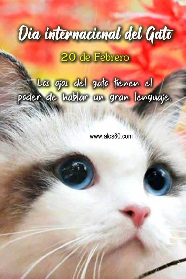 Dia del gato 20 de febrero 2021 | Hoymusicaromantica.com
